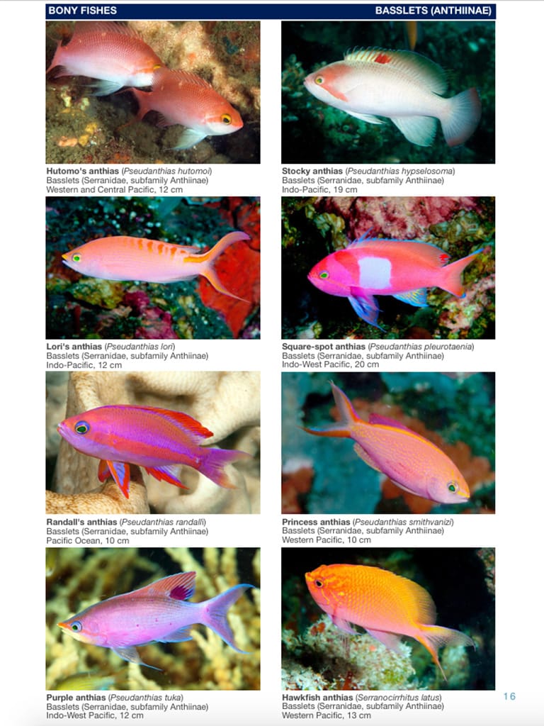 4 – Reef ID Books: photo guides about marine animals