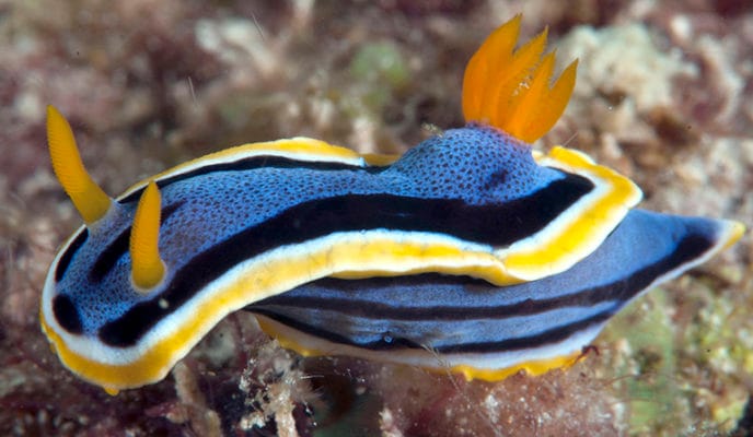 Nudibranch images – Reef ID Books