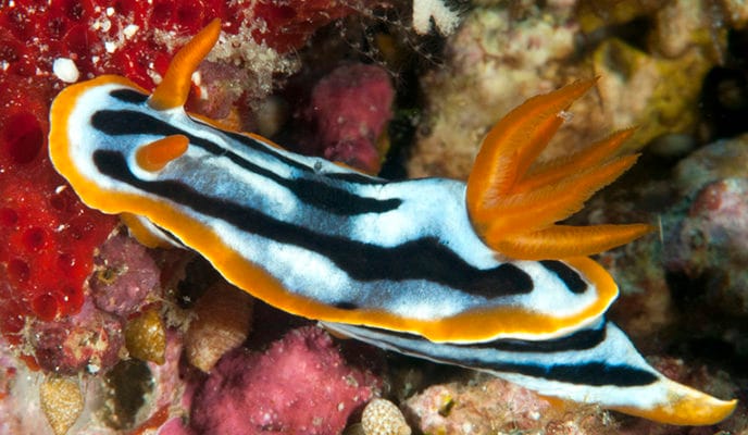 Nudibranch images – Reef ID Books