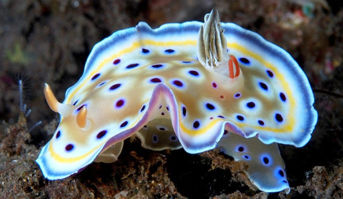 Nudibranch images – Reef ID Books