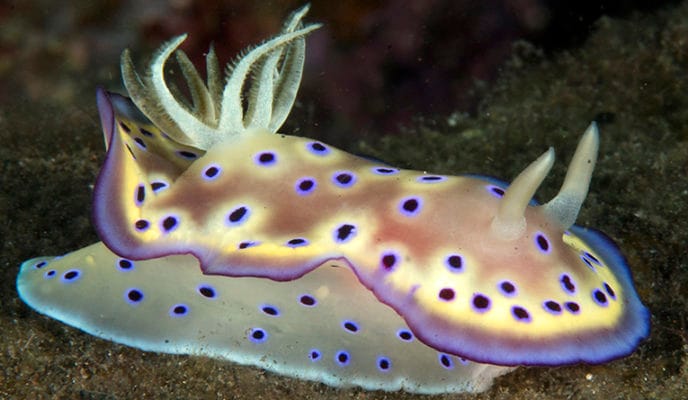Nudibranch images – Reef ID Books