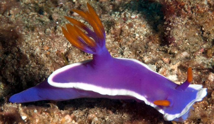 Nudibranch images – Reef ID Books