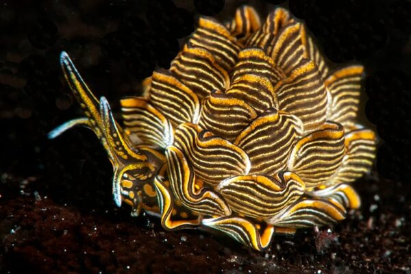 Nudibranchs & Sea Slugs - Understanding Oceans