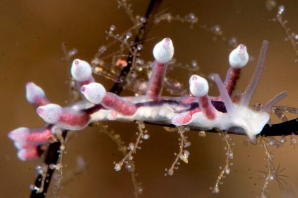 Nudibranchs & Sea Slugs - Understanding Oceans