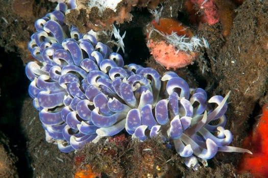 Nudibranchs & Sea Slugs - Understanding Oceans