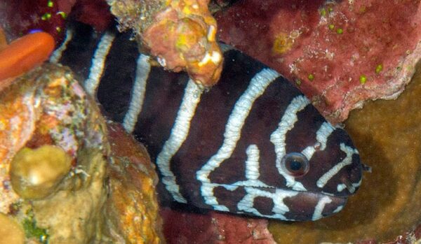 Tropical Reef Fish Photo – Indo-Pacific Species Gallery