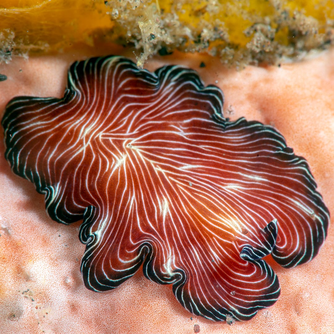 Some Intriguing Facts About Fascinating Ocean Animals Called Flatworms ...