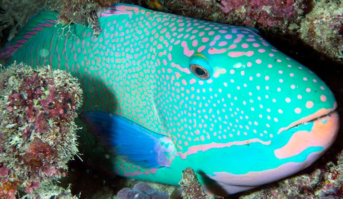 Tropical Reef Fish Photo – Indo-Pacific Species Gallery