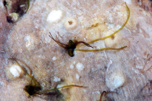 Strange Ocean Animals part 1 - Fringed Worms - Understanding Oceans
