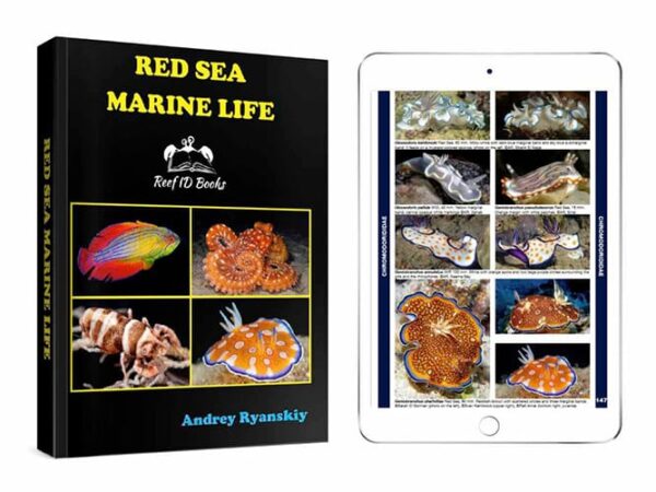 Red Sea Fish Guides for scuba divers and underwater photographers ...