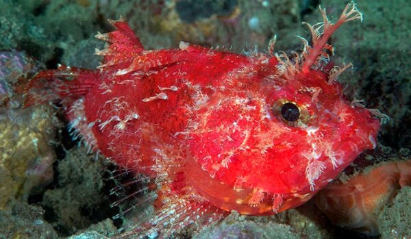 Scorpionfish: Facts You Might Not Know - Understanding Oceans