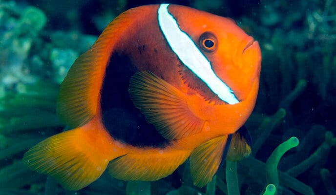 Tropical Reef Fish Photo – Indo-Pacific Species Gallery