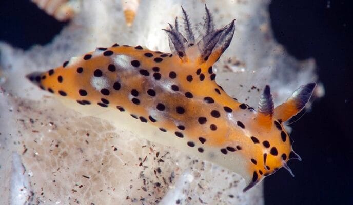 Nudibranch Photo Gallery – Colourful Sea Slugs of the Indo-Pacific