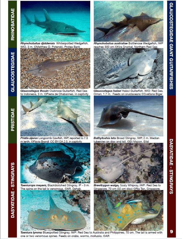 Red Sea Marine Life - comprehensive guide to Red Sea marine life