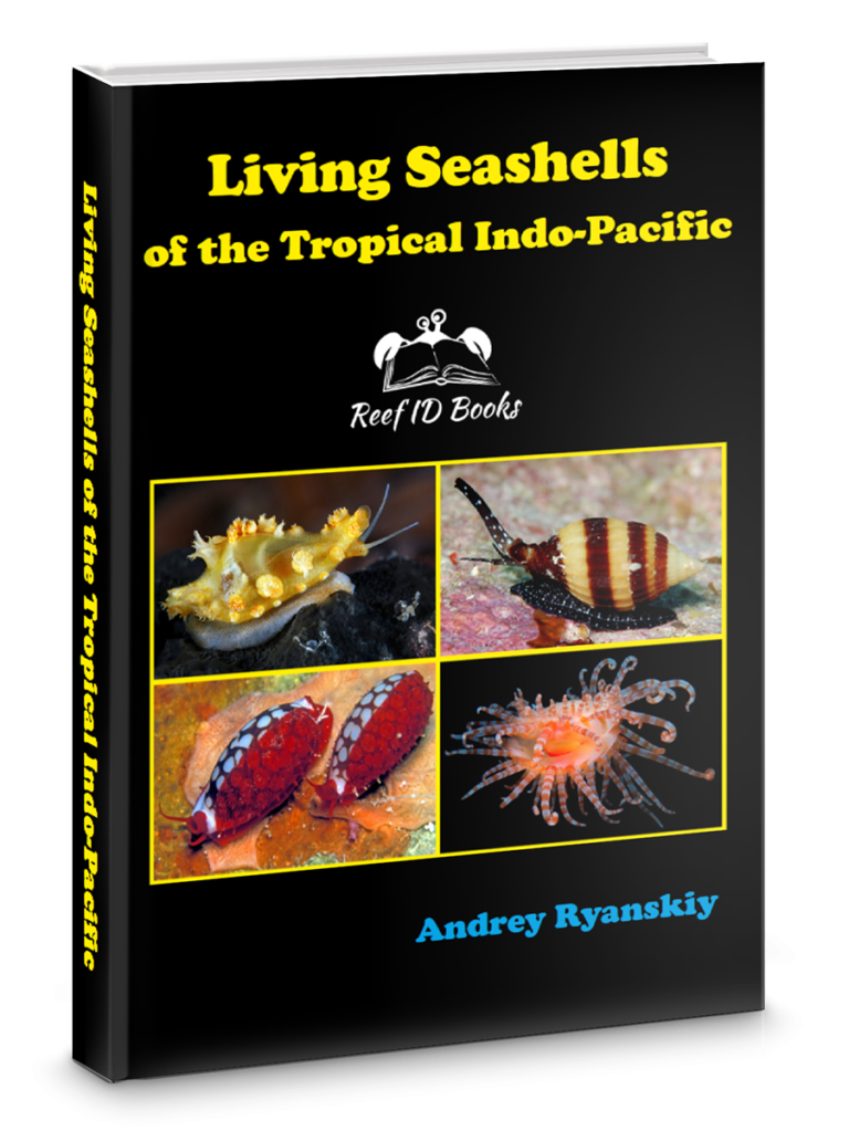 Free Living Seashells PDF Fragment | Reef ID Books