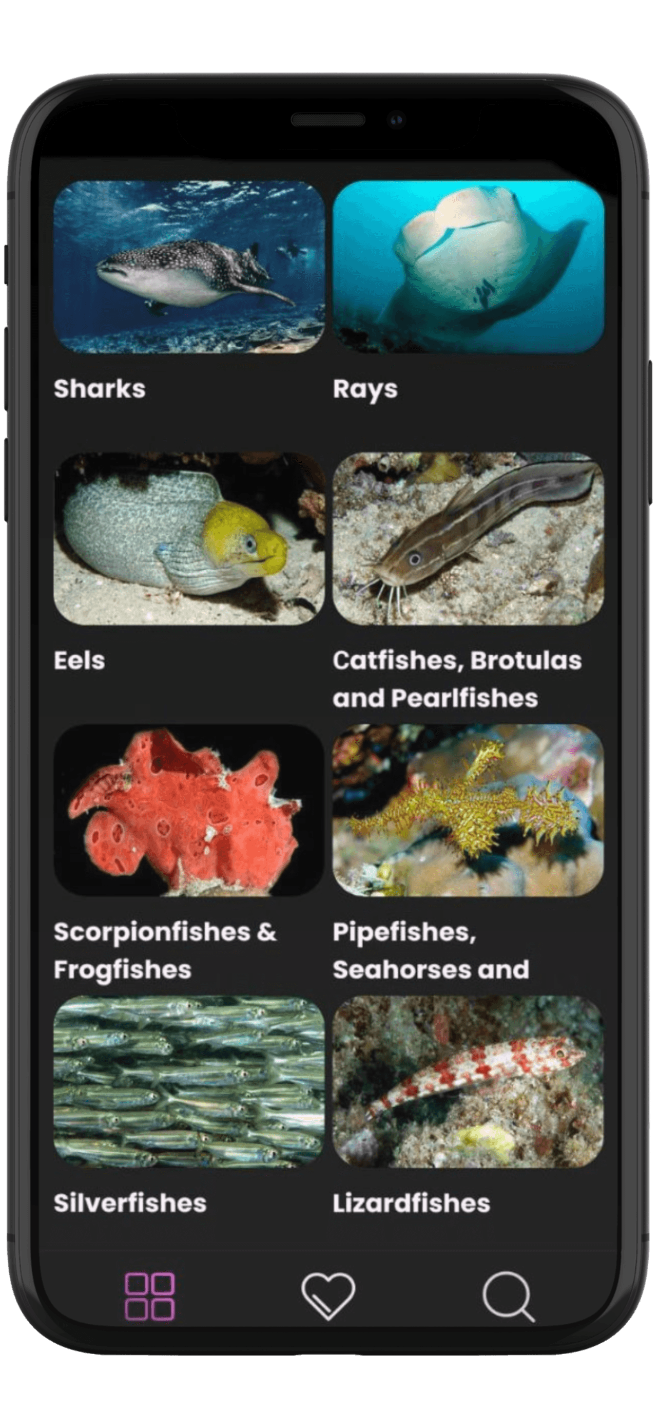 Maldivian Fish Guide - Maldivian Fish Identification App